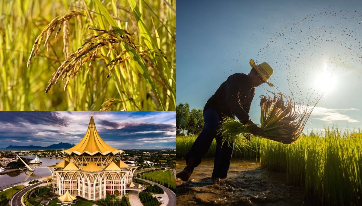 Atas Kerjasama Dengan FELCRA, Sawah Padi Bakal Ditubuhkan Di Sarawak