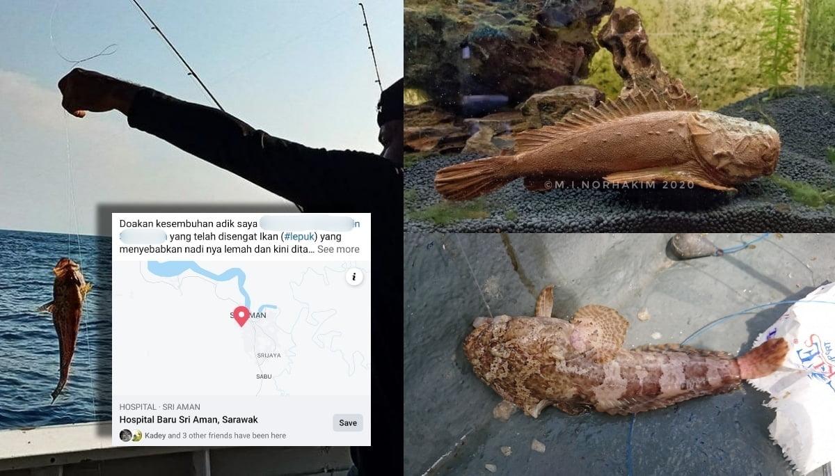 Ketahui Ikan Lepu, Spesis Ikan Beracun Yang Digeruni Dalam Dunia Pemancing