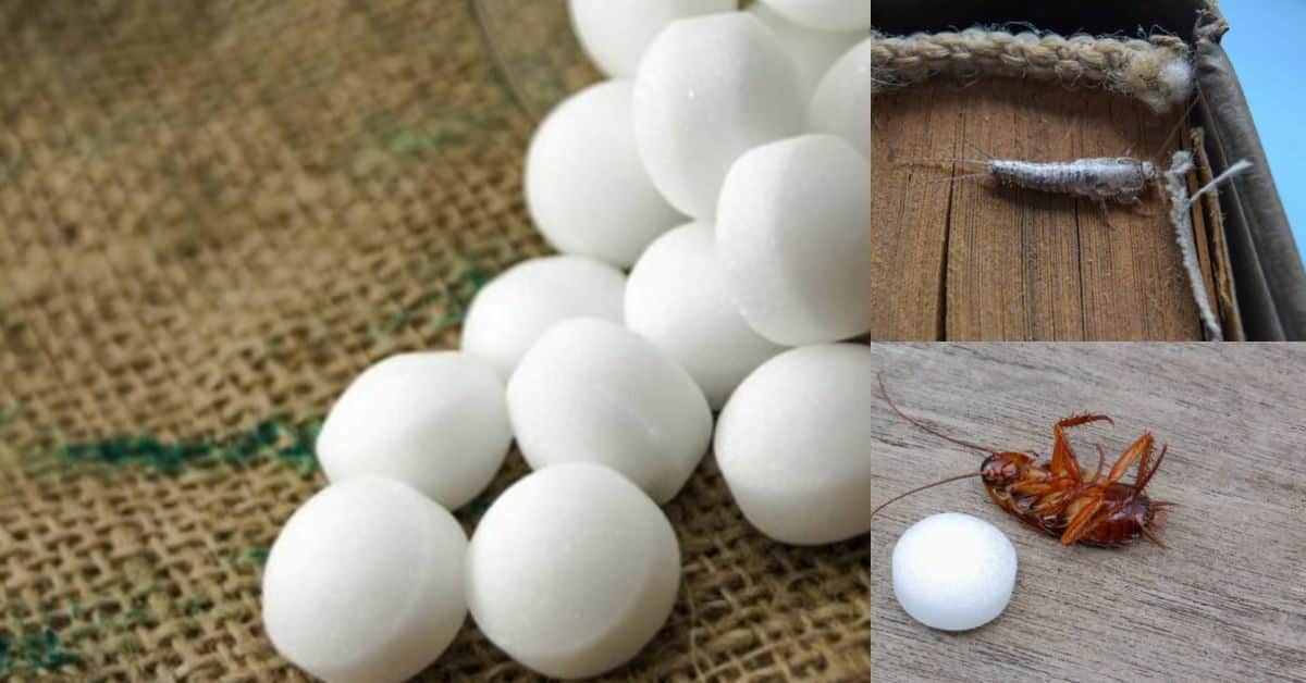 Rupa-Rupanya Bukan Untuk Halau Lipas, Ini Penggunaan Sebenar Ubat Gegat