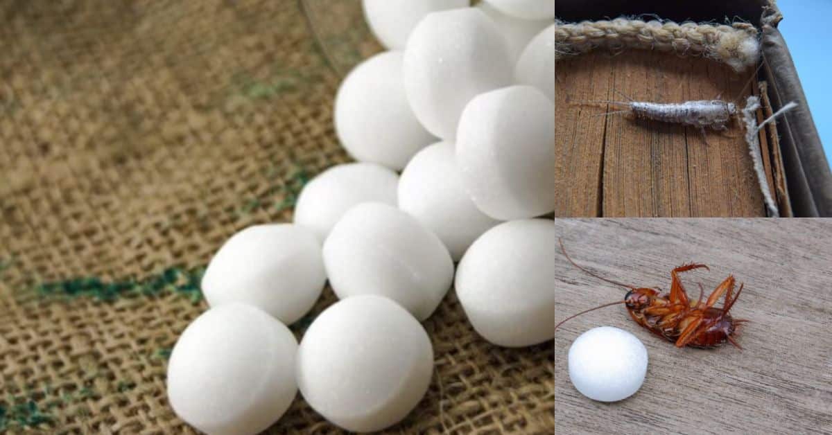 Rupa-Rupanya Bukan Untuk Halau Lipas, Ini Penggunaan Sebenar Ubat Gegat