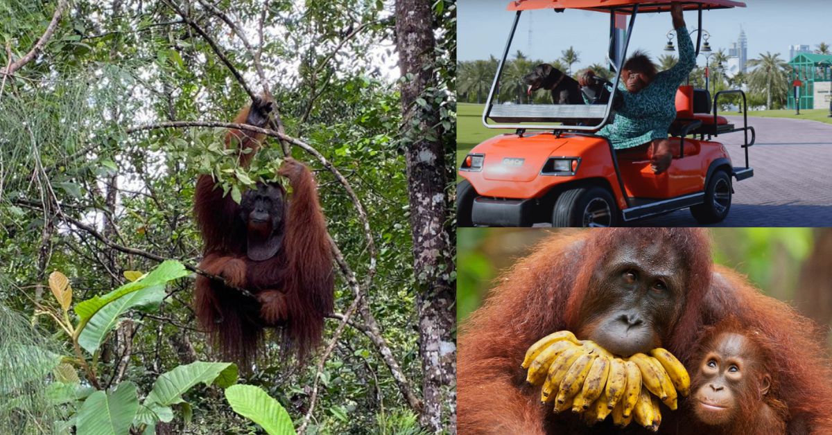 Simbol Ikonik Di Borneo, Ini 5 Fakta Menarik Tentang Orang Utan Untuk Anda Simbol Ikonik Di Borneo, Ini 5 Fakta Menarik Tentang Orang Utan Untuk Anda