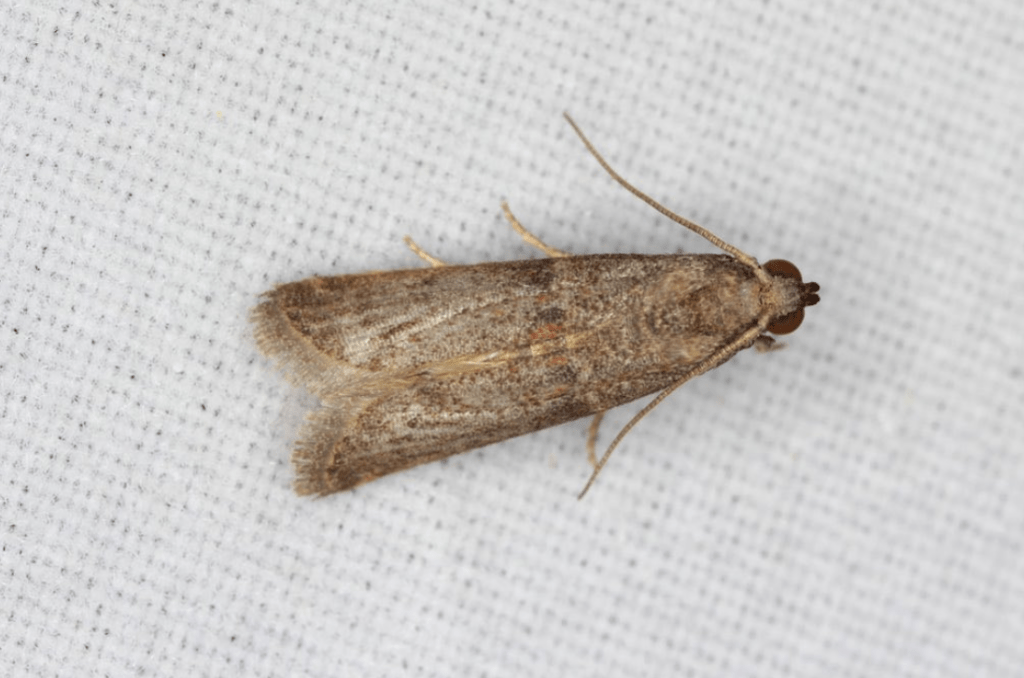 Rupa-Rupanya Bukan Untuk Halau Lipas, Ini Penggunaan Sebenar Ubat Gegat