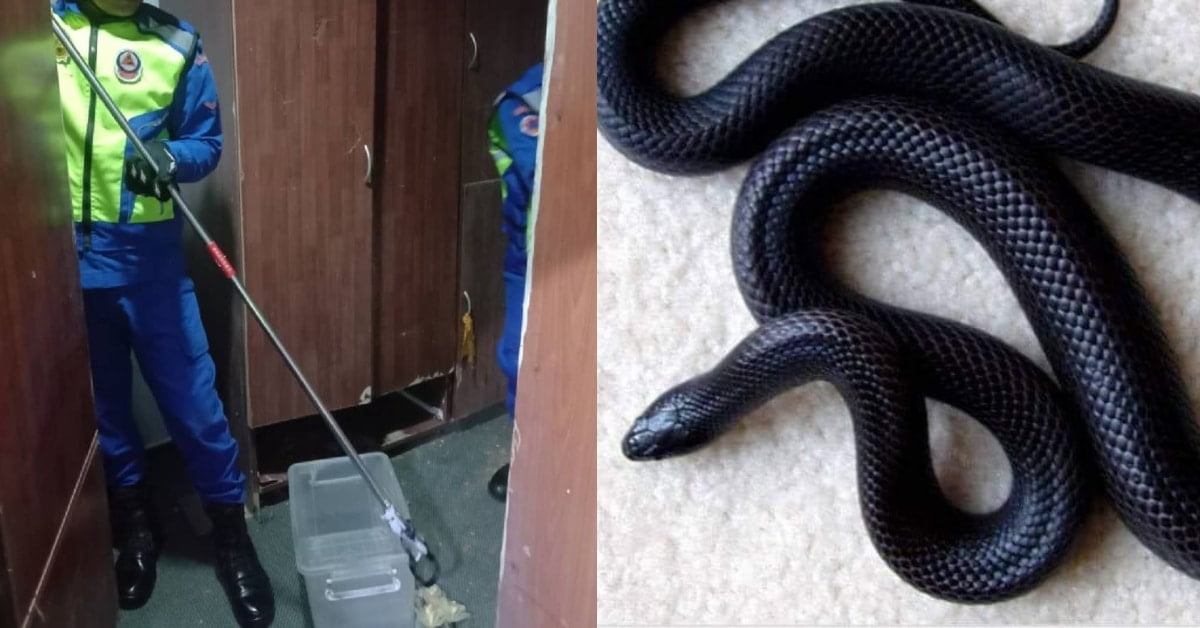 Sekeluarga Terkejut, Ular Tedung Sembunyi Belakang Almari