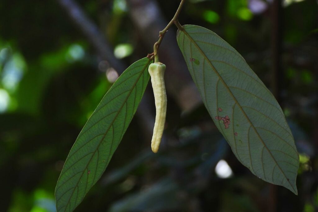 Saintis Jumpa Spesies Tumbuhan Baharu, Namakan 'Bunga Lalisa' Sebagai ...