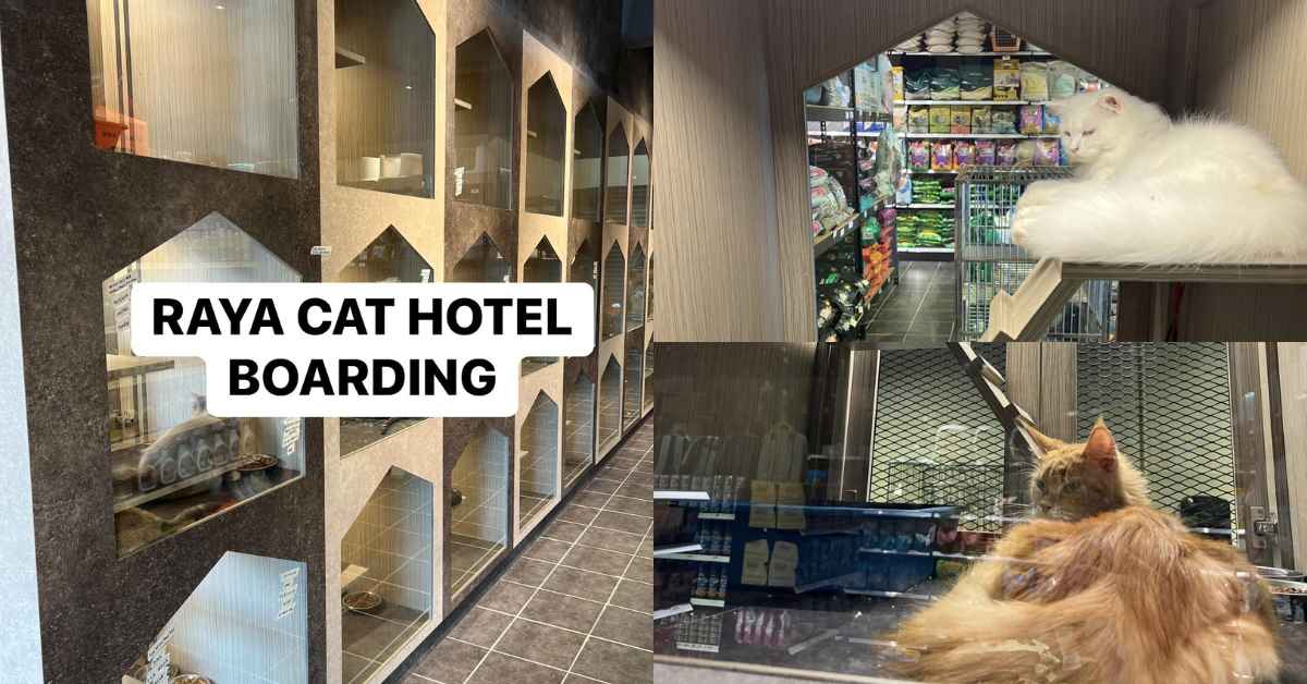 Beraya Dengan Tenang, Raya Cat Hotel Miri Tawar 'Hotel Kucing' Buat Si ...