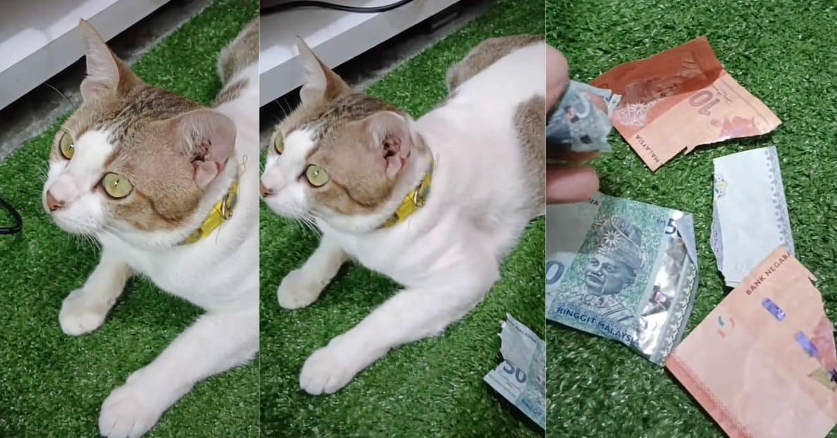 'Bertuah Punya Pusak', Gelagat Kucing Selamba Koyakkan Duit Abang ...