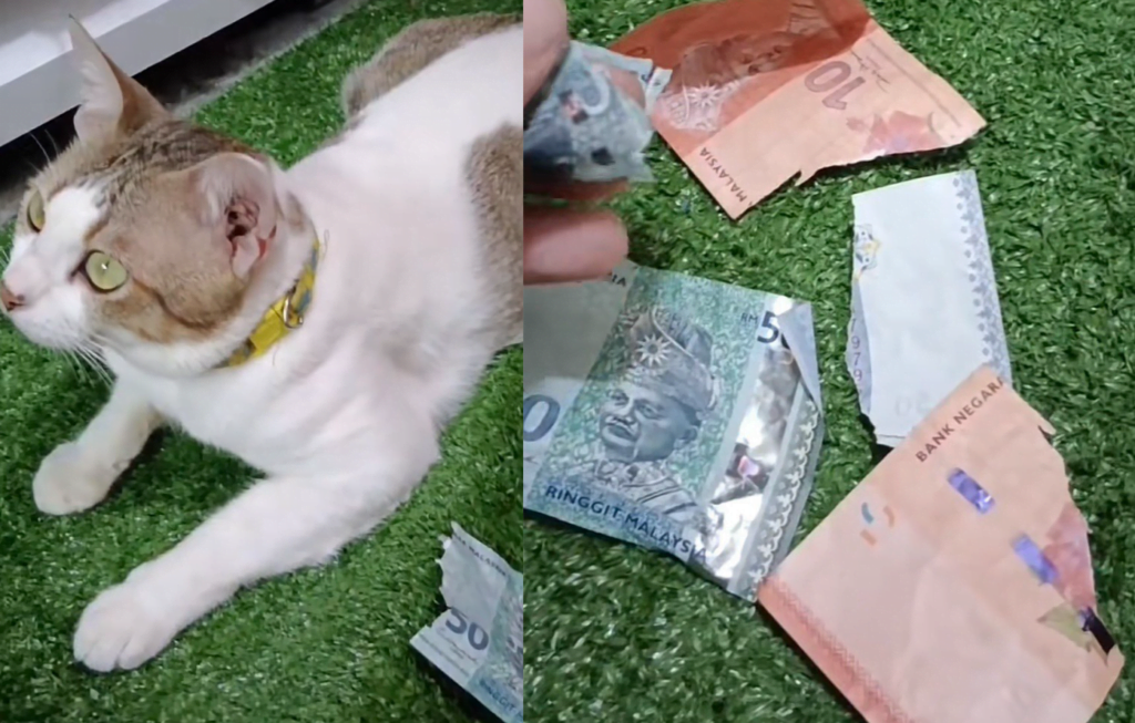 'Bertuah Punya Pusak', Gelagat Kucing Selamba Koyakkan Duit Abang ...