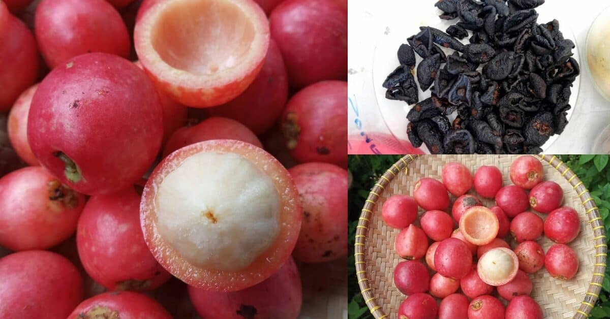 Seakan Buah Manggis Yang Hanya Ada Di Tanah Borneo, Ketahui Buah Kundung Atau Asam Arui Arui