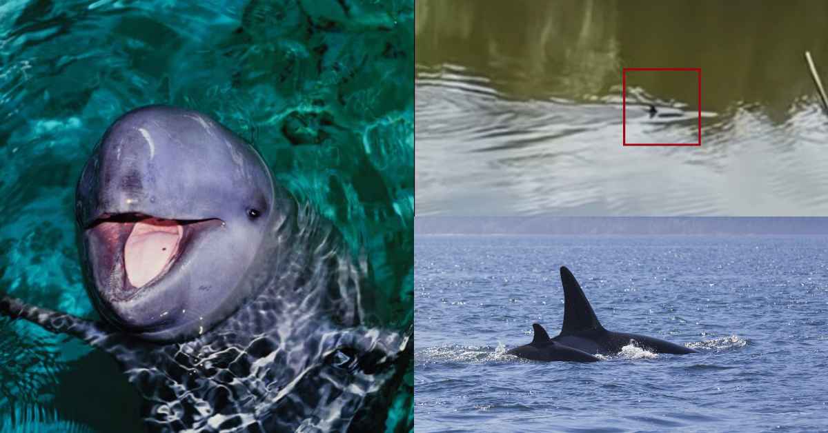 Disangka Dolfin, Rupanya Ikan Empesut Buat 'Free Show' Di Sungai Semariang