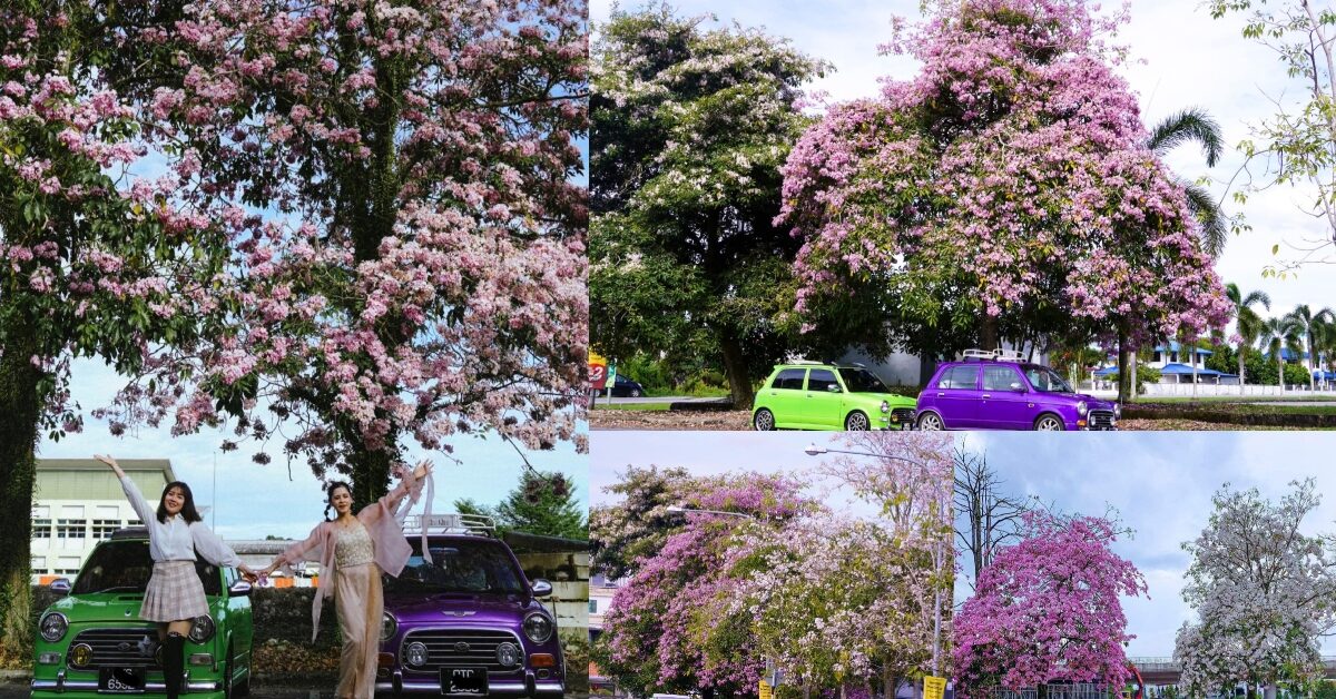 Fenomena Yang Memukau Netizen Sarawak, Musim Bunga Di Bintulu Jadi ...