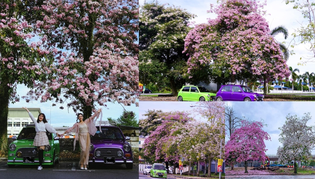 Fenomena Yang Memukau Netizen Sarawak, Musim Bunga Di Bintulu Jadi ...