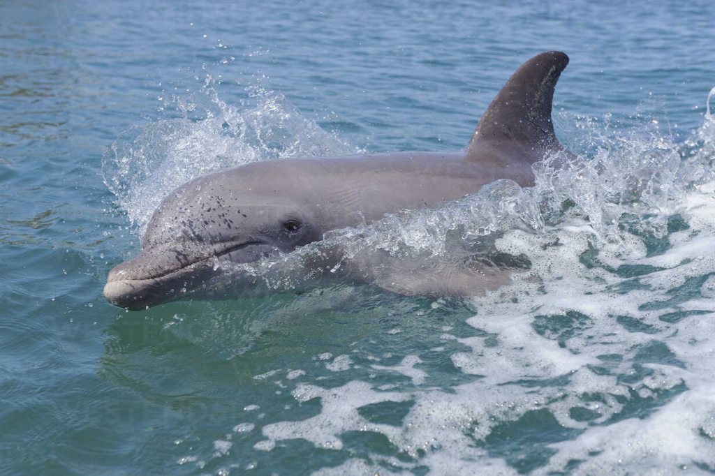 Disangka Dolfin, Rupanya Ikan Empesut Buat 'Free Show' Di Sungai Semariang