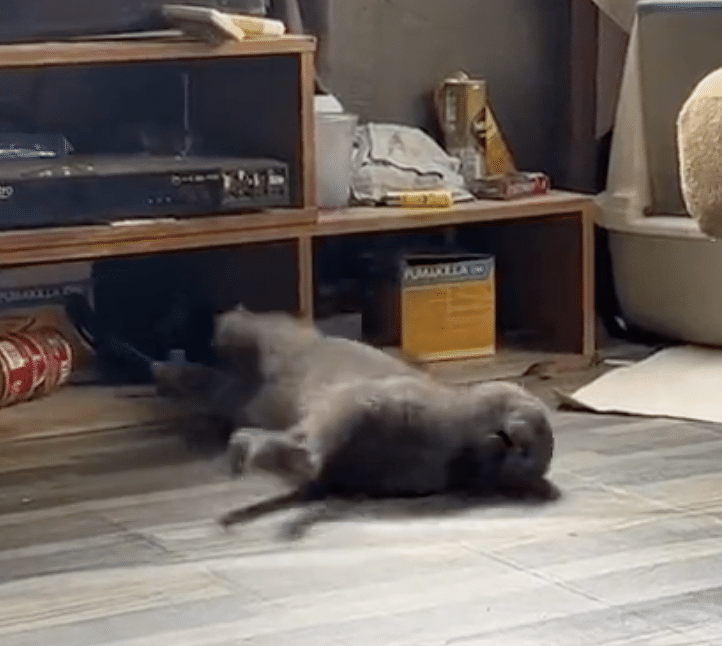 Manusia Tak Berhati Perut, Kucing Sawan Dibuat Lawak, Siap Nak Beri ...