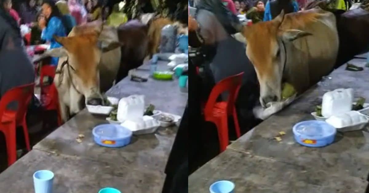 [VIDEO] 'Lembu Pun Dijemput,' Seekor Sapi 'Jemput Diri' Ke Majlis Kahwin Di Sabah Buat Netizen ...