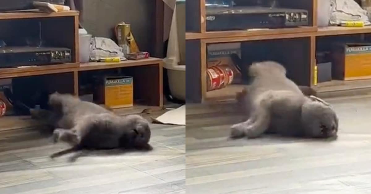 Manusia Tak Berhati Perut, Kucing Sawan Dibuat Lawak, Siap Nak Beri ...