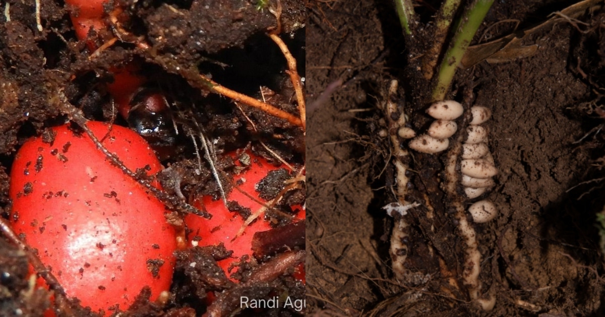 Spesies Sawit 'Rare', Baru Ditemui Berbunga Di Bawah Tanah Di Borneo