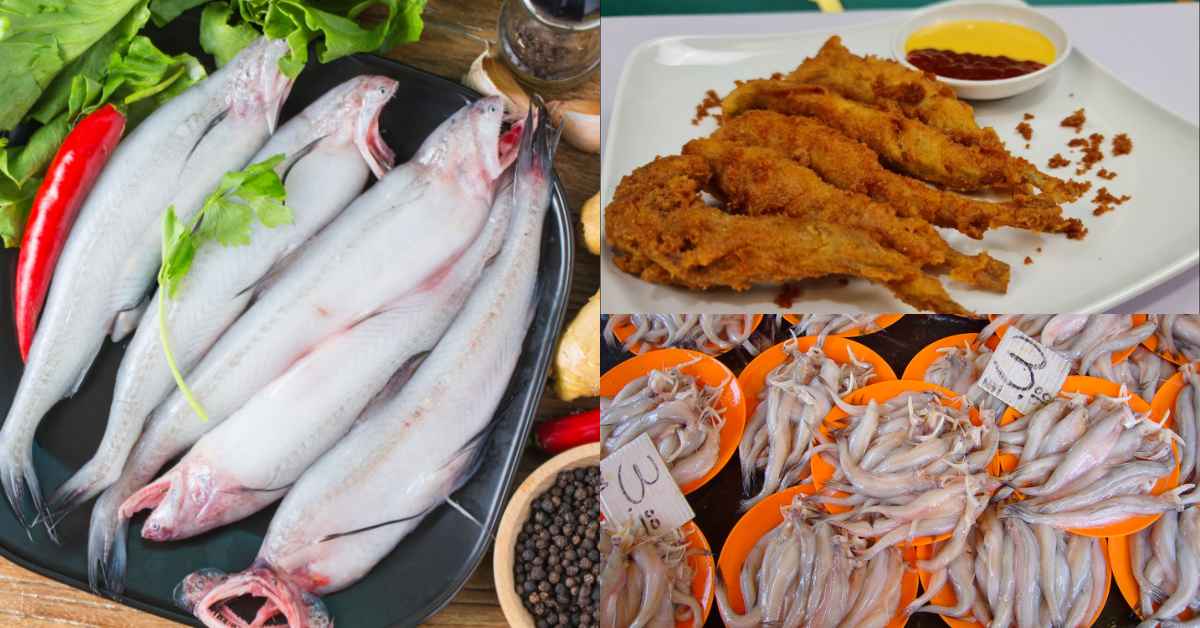 Keunikan Ikan Lumi, 'Alien' Dari Laut Dengan Rasa 5 Bintang