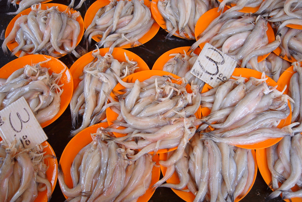 Keunikan Ikan Lumi, 'Alien' Dari Laut Dengan Rasa 5 Bintang