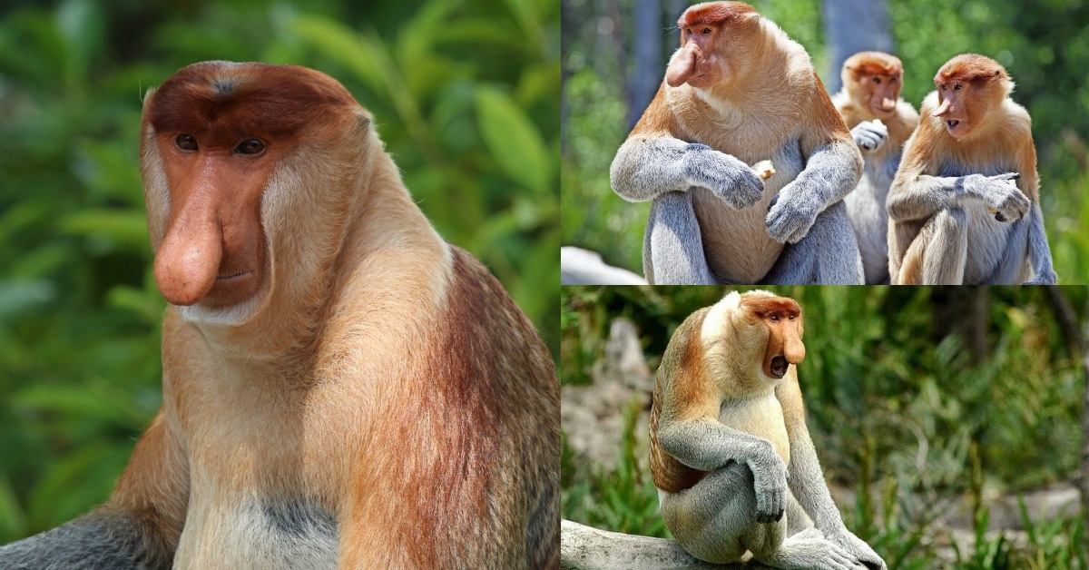 Hidung Besar Dan Sangat Rare, Ketahui Monyet Bangkatan Yang Hanya Ada ...