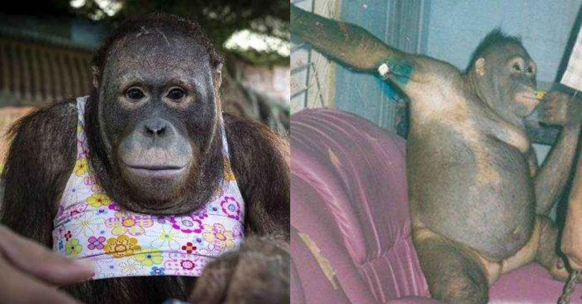 Orang Utan Dirantai Bertahun, Trauma Jadi Hamba Lelaki Gila Seks