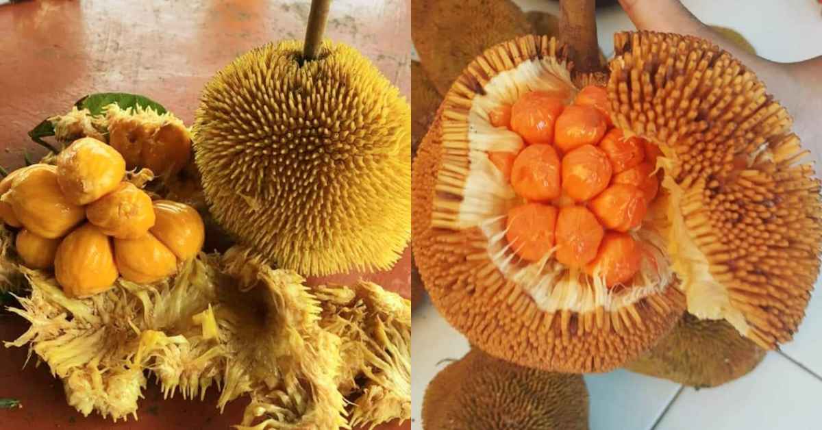'Pala Munsuh', Buah Eksotik Mirip Durian Dan Cempedak Yang Rare Di Sarawak