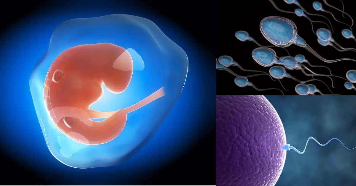 Saintis Israel Dakwa Boleh Hasilkan Model Embrio Manusia Tanpa Sperma ...