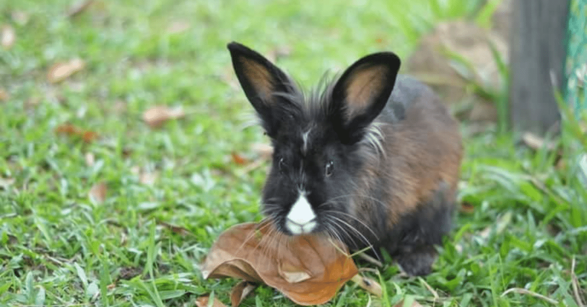 Arnab Village Di Ranau Sabah Yang Anda Perlu Lawati