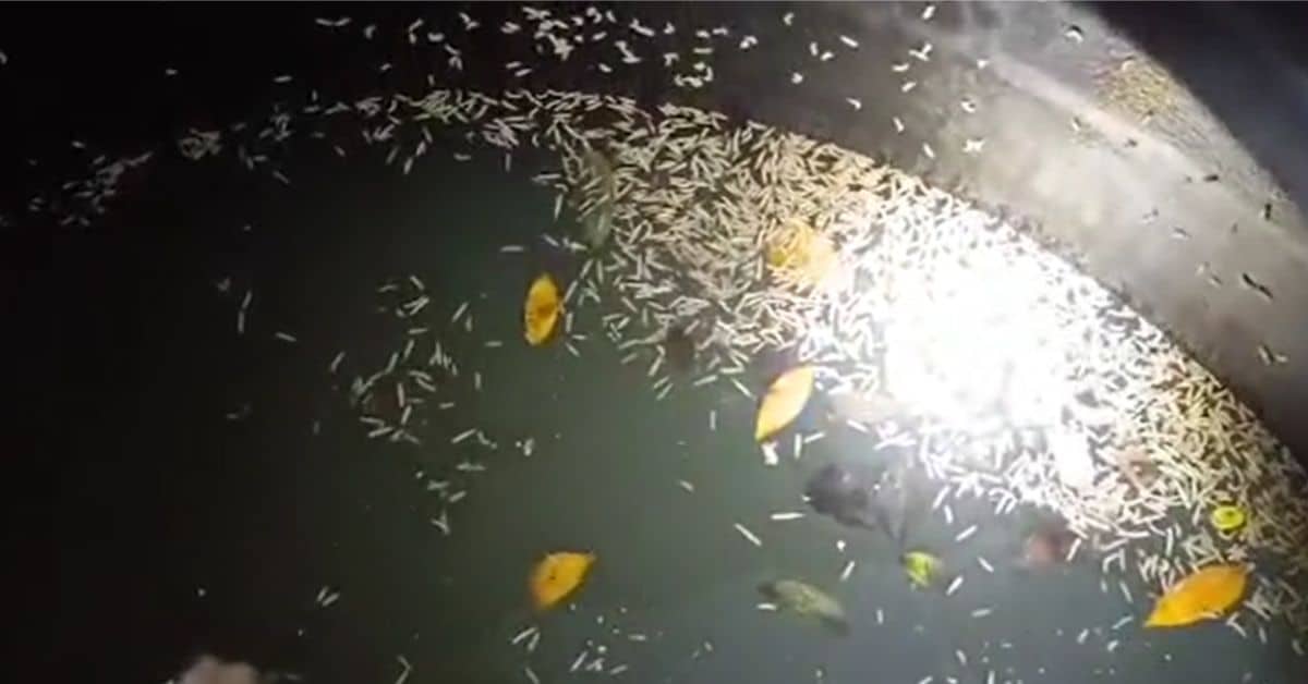 Tangki Air Kolej Kediaman Di UMS Tercemar, Dipenuhi Ulat Sampah Hidup