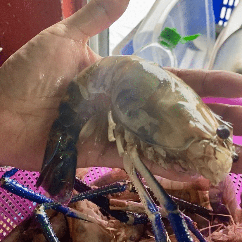 Paruq A&R, Saji Aneka Menu Udang Galah Saiz Gergasi Di Bintulu