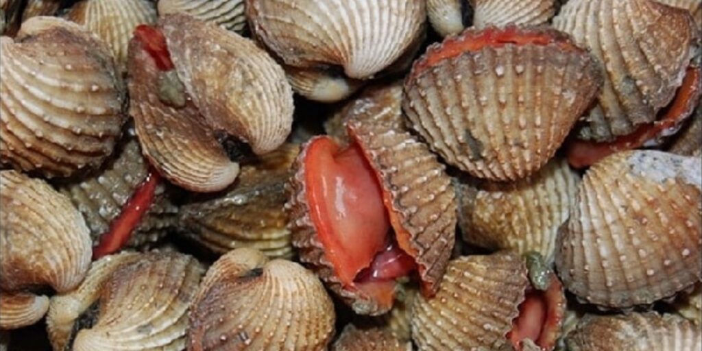 Kerang Beracun Paras Bahaya Di Teluk Likas Sabah, Orang Ramai Dilarang ...
