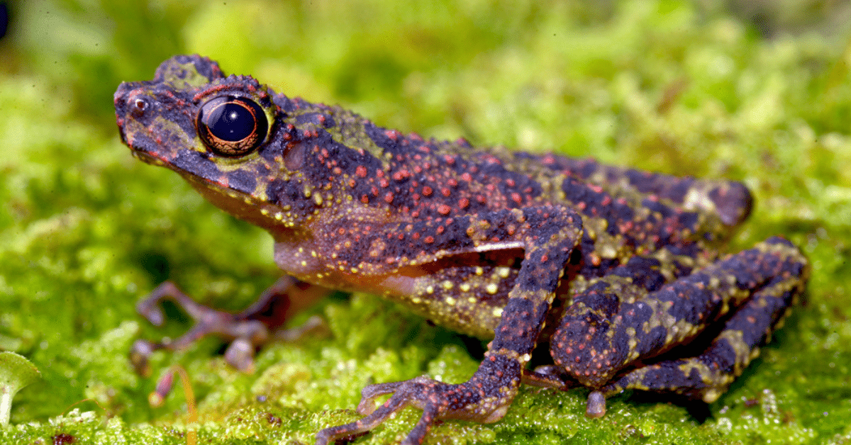Borneo Rainbow Toad, Kodok Dipercayai Pupus 87 Tahun Ditemui Semula