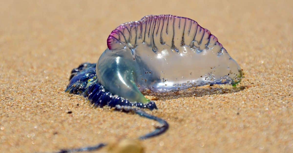 Boleh Bawa Maut, Waspada Kehadiran Obor-Obor Portugese Man O' War Di ...