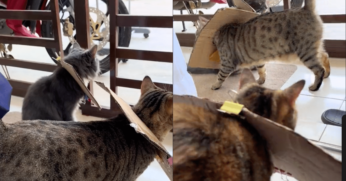 'Tak Dapat Keluar Pagar', Netizen Puji Idea Kreatif Halang Kucing ...