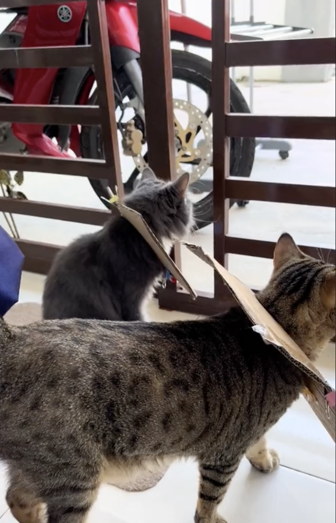 'Tak Dapat Keluar Pagar', Netizen Puji Idea Kreatif Halang Kucing ...