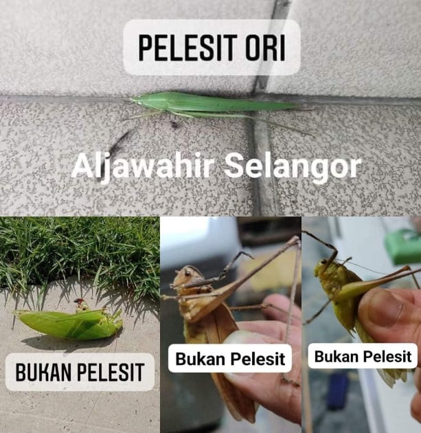 Amalan Santau Guna Pelesit, Ketahui Belalang Pembawa Sihir Yang Perlu ...