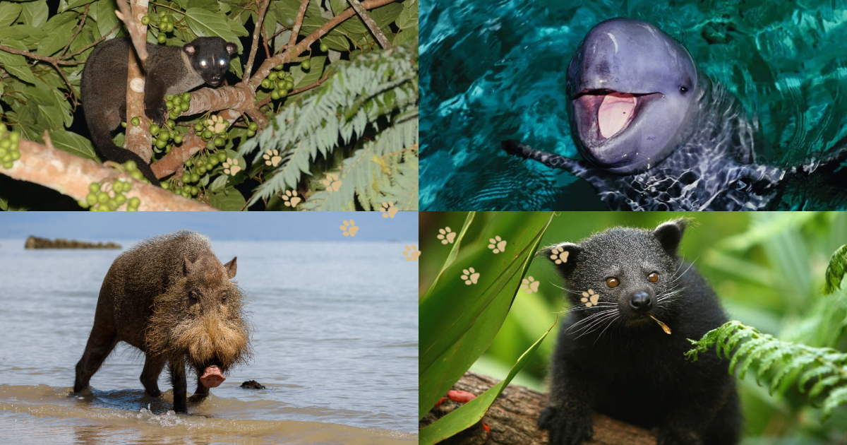 Ketahui Spesis Haiwan Terancam Di Sarawak