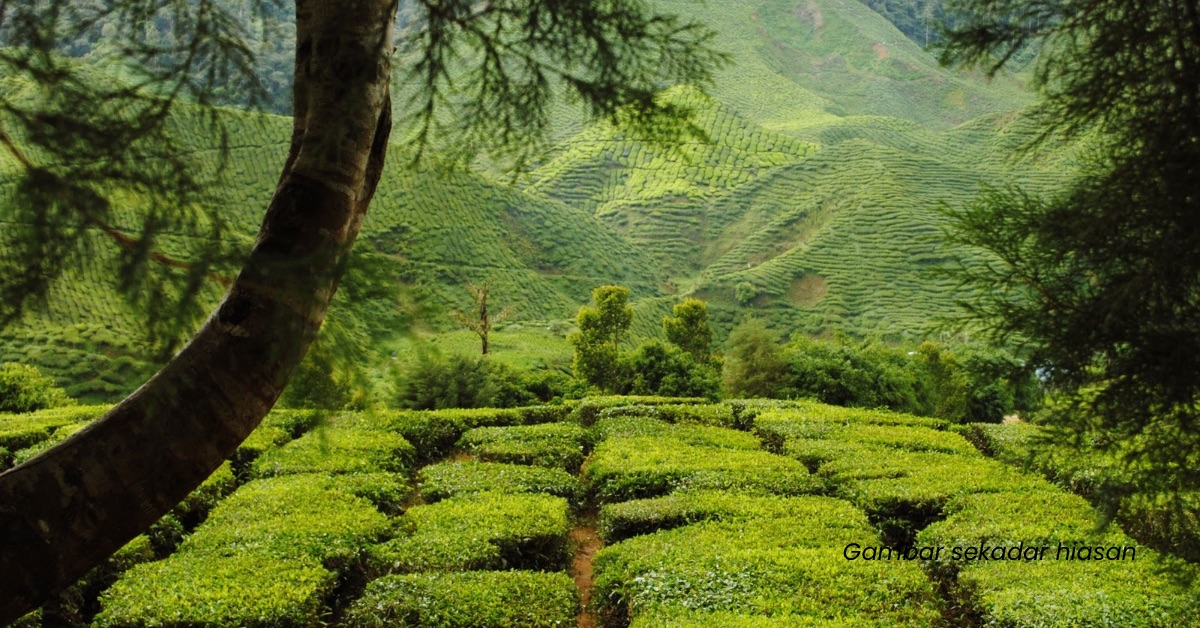 Selepas Sarawak, Sabah Berpotensi Menjadi Pengeluar Lada Kedua Terbesar ...