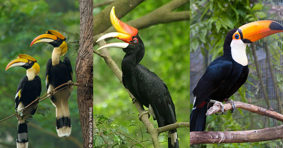 Ketahui Perbezaan Ciri Unik Burung Enggang Badak, Burung Tukan Dan ...