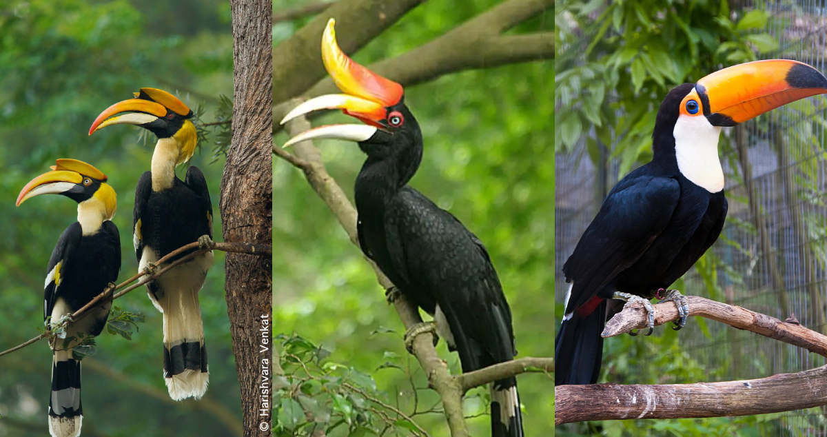 Ketahui Perbezaan Ciri Unik Burung Enggang Badak, Burung Tukan Dan ...