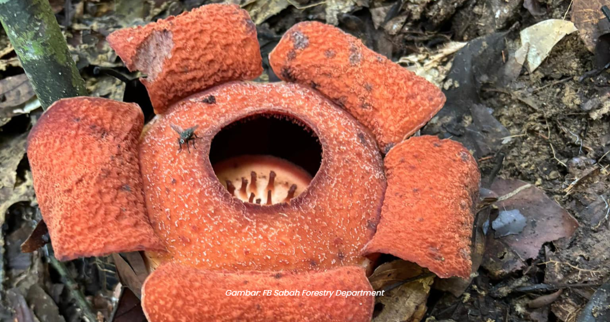 Penemuan Epik, Spesis Rafflesia Yang Rare Ini Muncul Semula Di Sabah