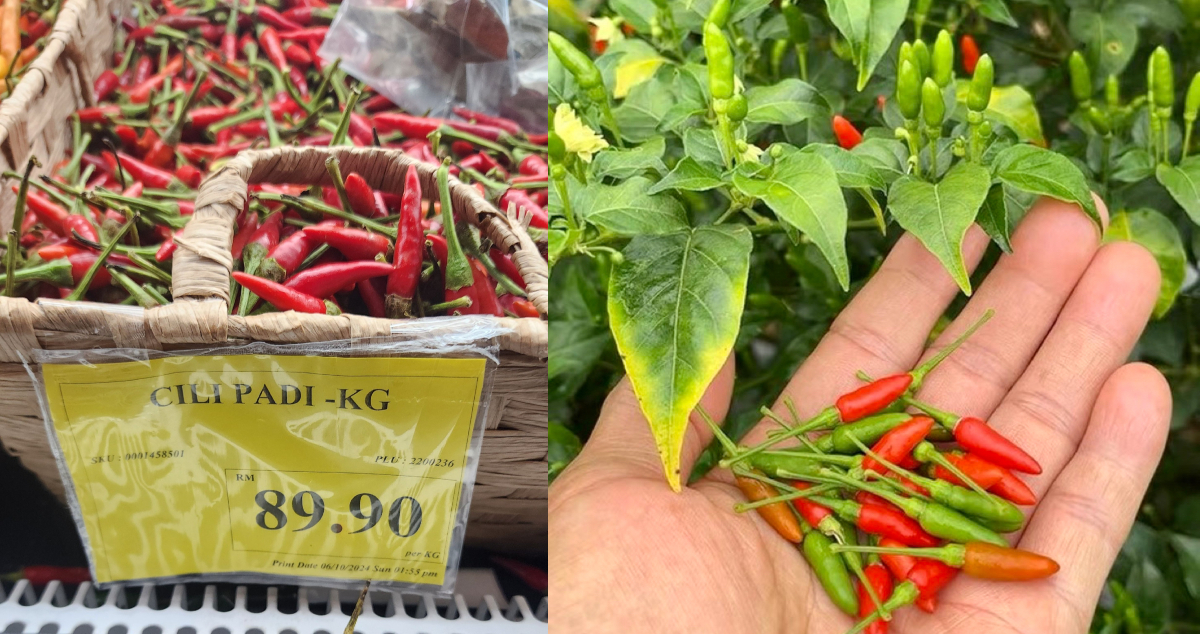 Petani Sabah Kongsi Pengalaman Jual Cili Padi Boleh Raih Hampir RM100 ...