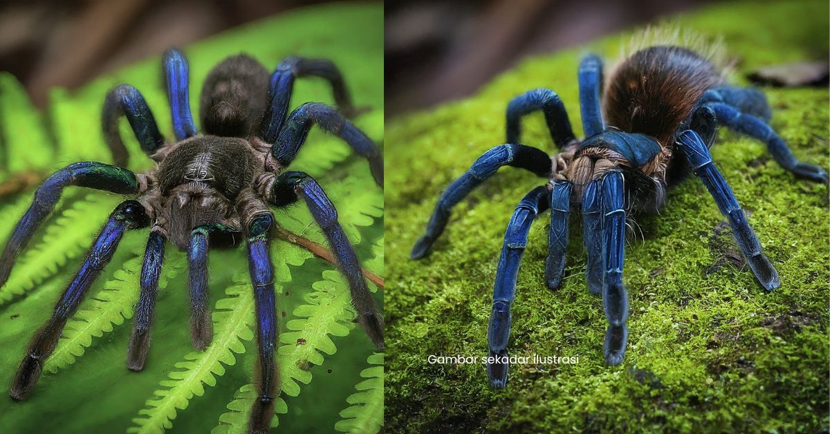 Tarantula Dari Sarawak Ini Dikategori Antara Labah-Labah Tercantik Di Dunia