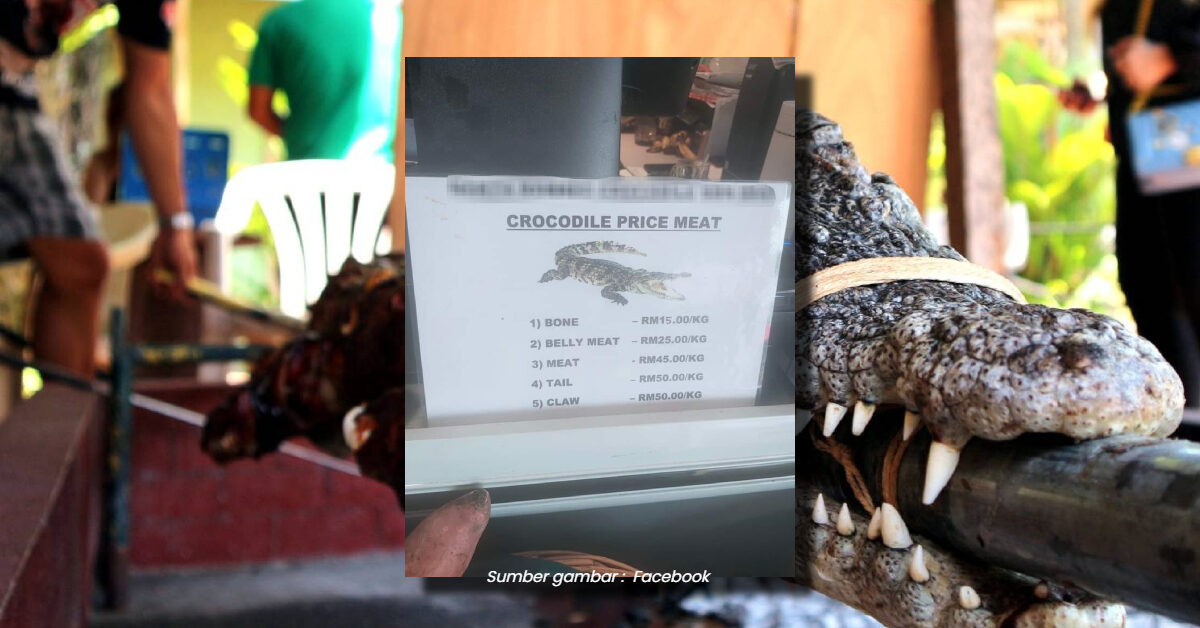 Tular Senarai Harga Daging Buaya Di Sarawak Tarik Perhatian Netizen