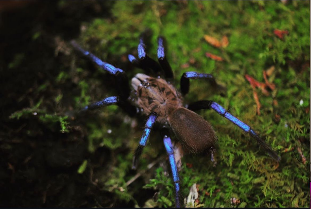Tarantula Dari Sarawak Ini Dikategori Antara Labah-Labah Tercantik Di Dunia