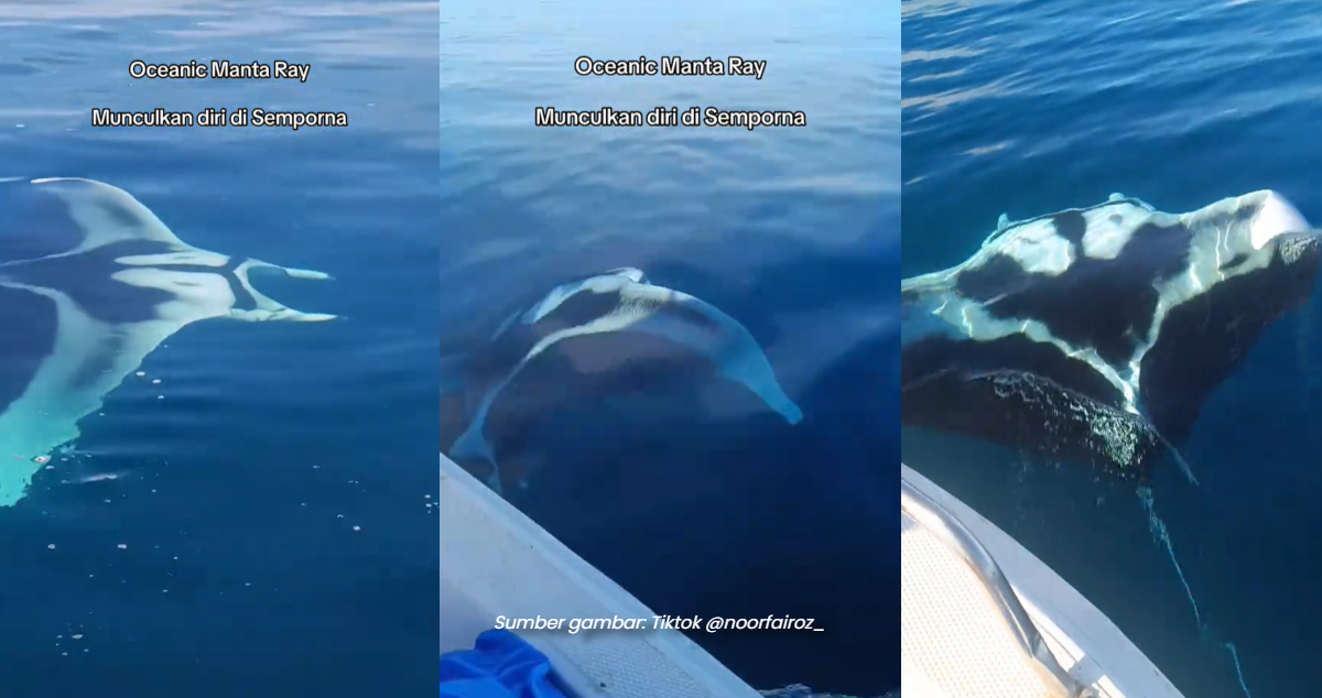 [VIDEO] Penampakan Rare White Manta Ray Di Sabah Tarik Perhatian Netizen