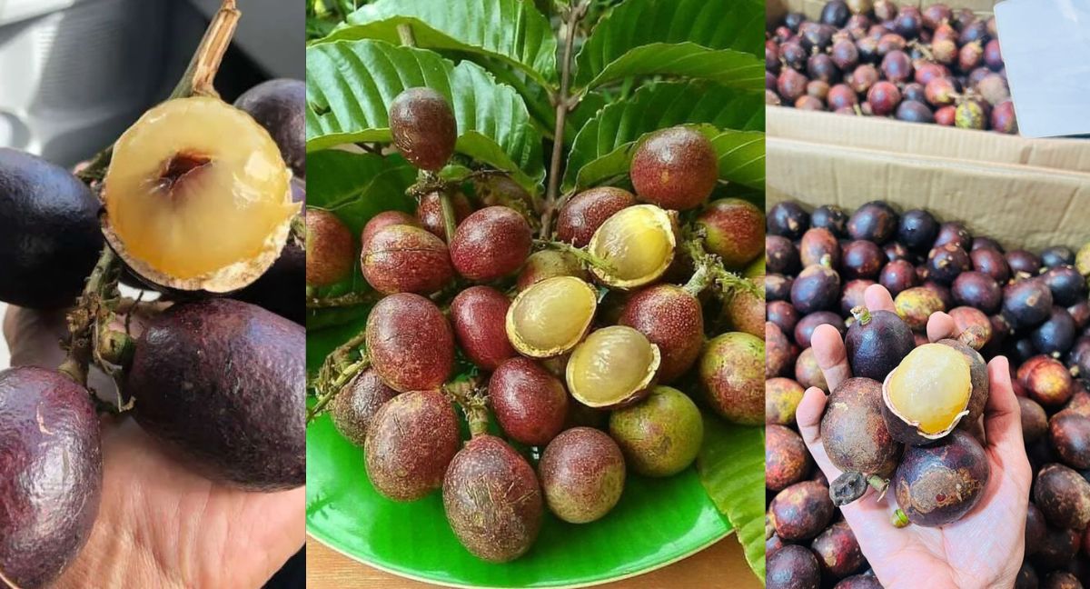 Ini 5 Fakta Menarik Tentang Buah Kristal, Buah Longan Sarawak