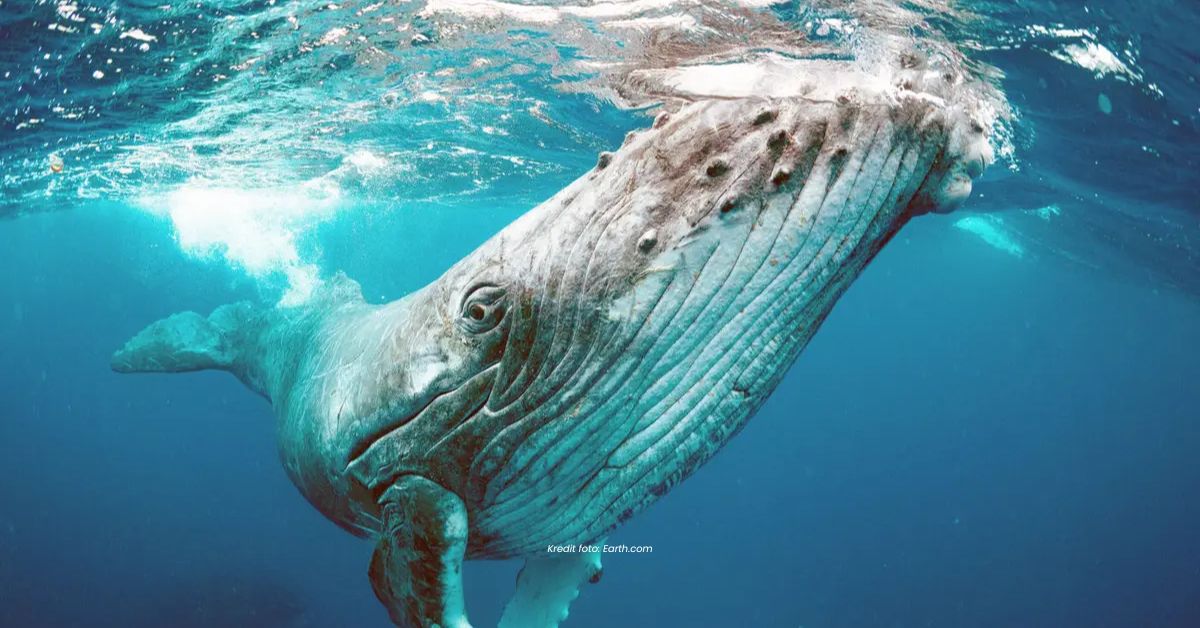 Bagaimana Ikan Paus Baleen Boleh Sampai Ke Perairan Sarawak