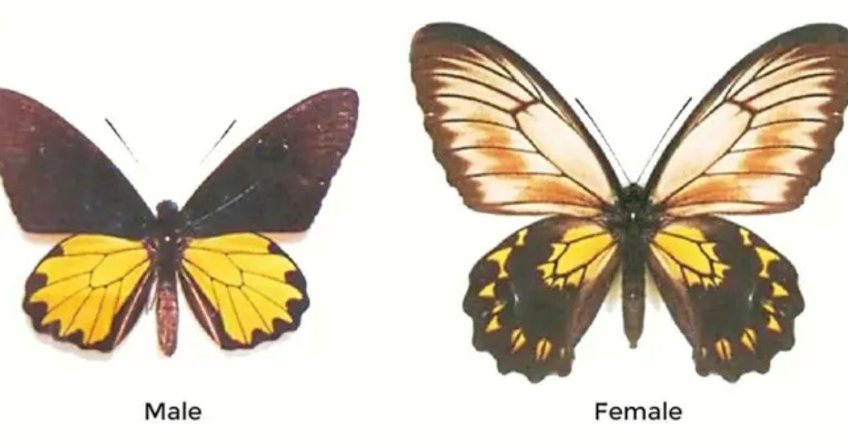 Langkah Pemuliharaan, Kalibambang Emas Diangkat Sebagai Kupu-Kupu Rasmi ...