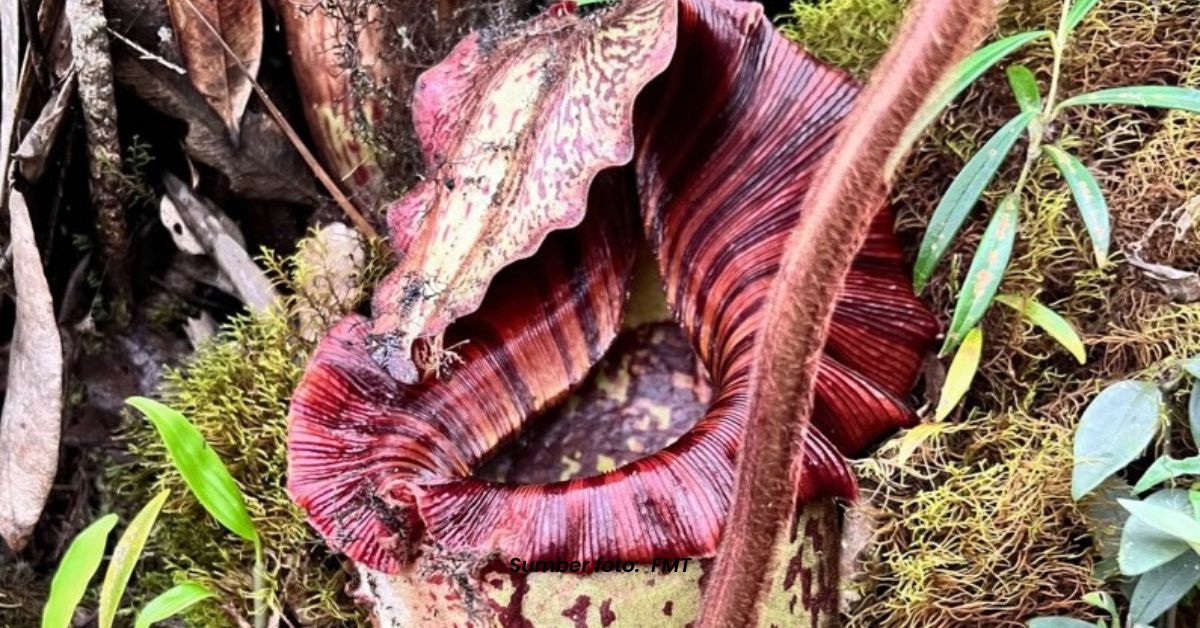 Penemuan Periuk Kera Rare Dinamakan Sempena Orang Utan Di Sabah