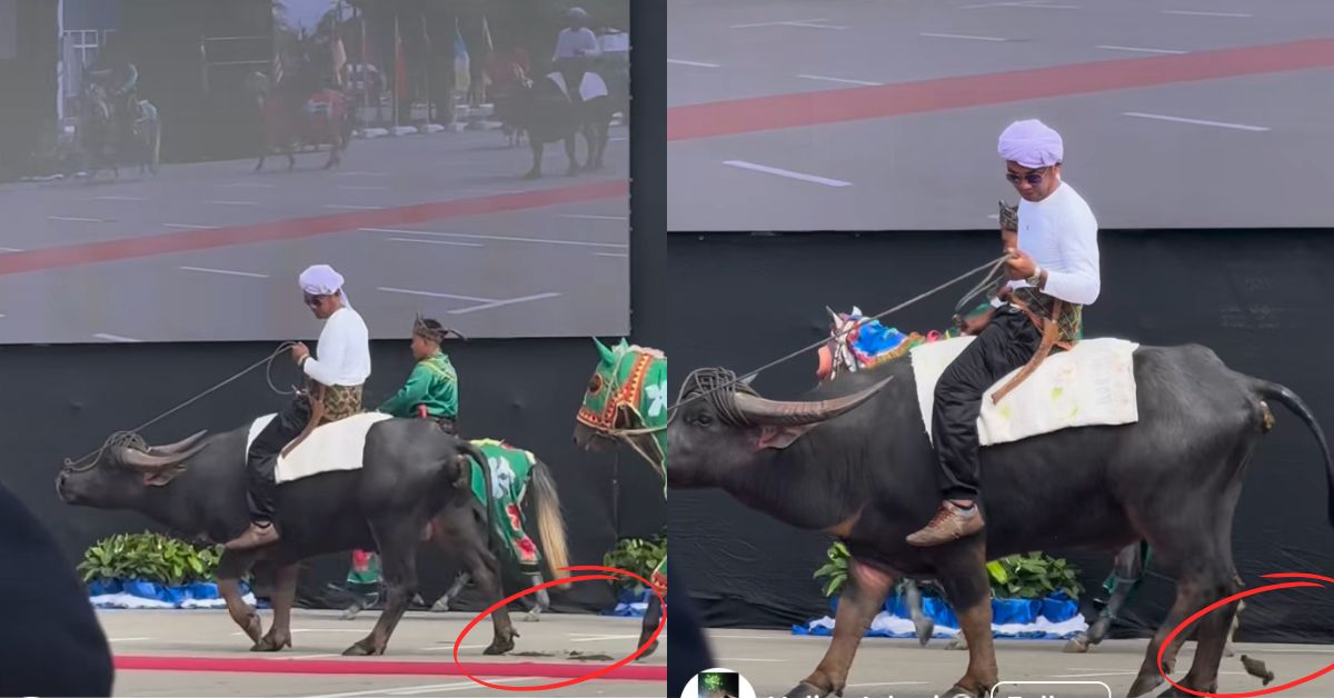 Kerbau Terberak Depan VVIP Di Hari Perasmian IPD Kota Kinabalu Buat ...